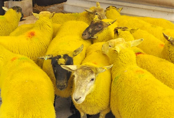 Sheep in London launch the Campaign for Wool