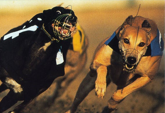 Dream In Colour: The Art of Stylorouge