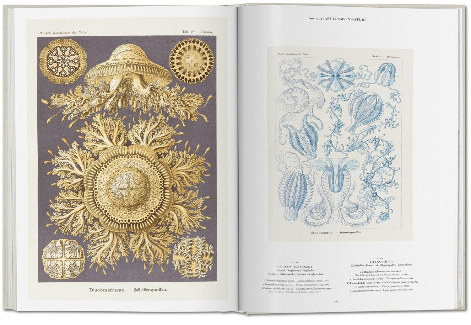 Feast your eyes on the art of Ernst Haeckel