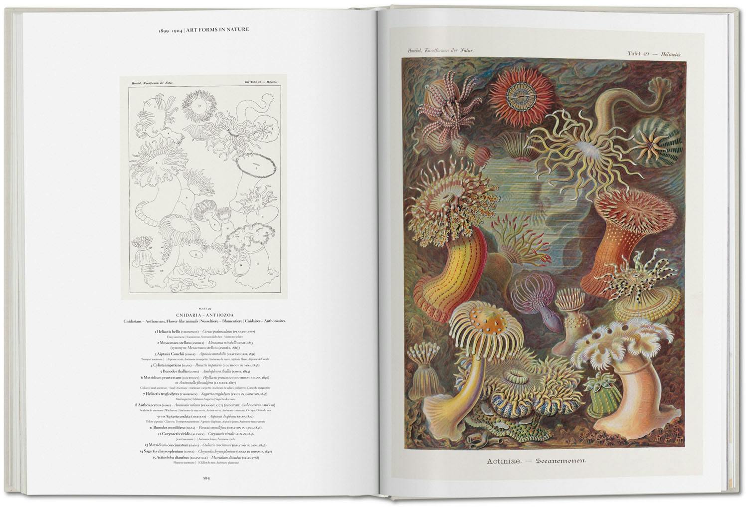 Feast your eyes on the art of Ernst Haeckel