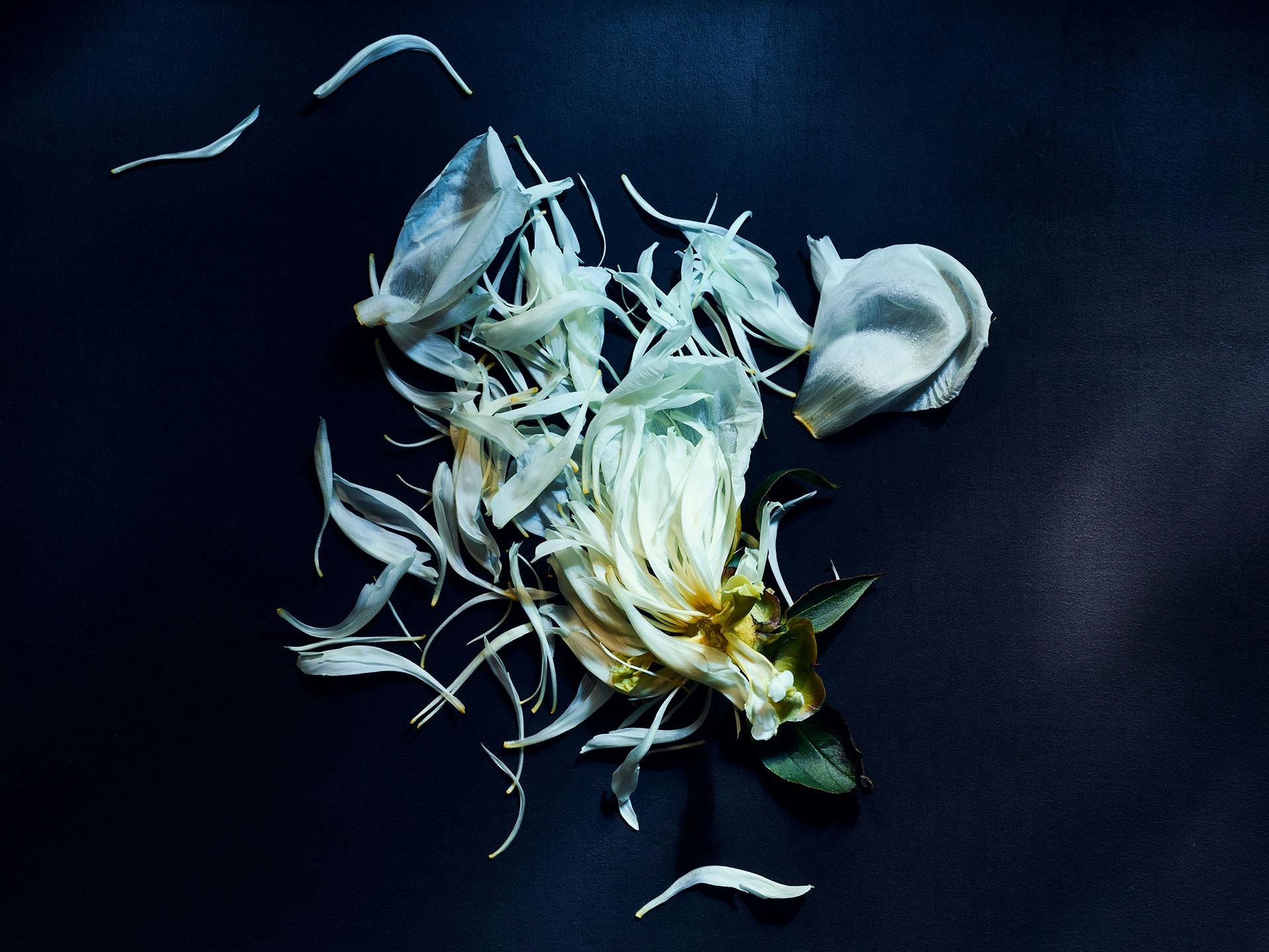 Loewe: Visual Feast
