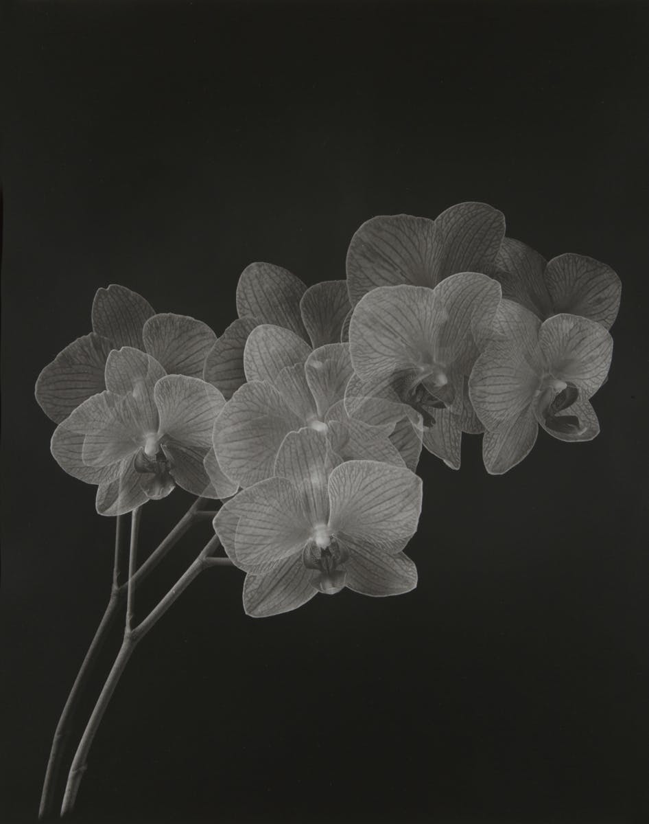 Paul Arden’s photography collection