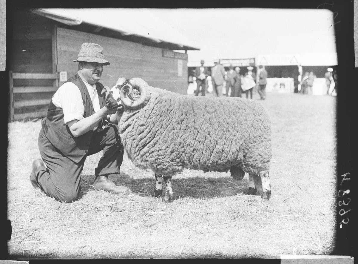 2018 in review: the sheep that won the internet