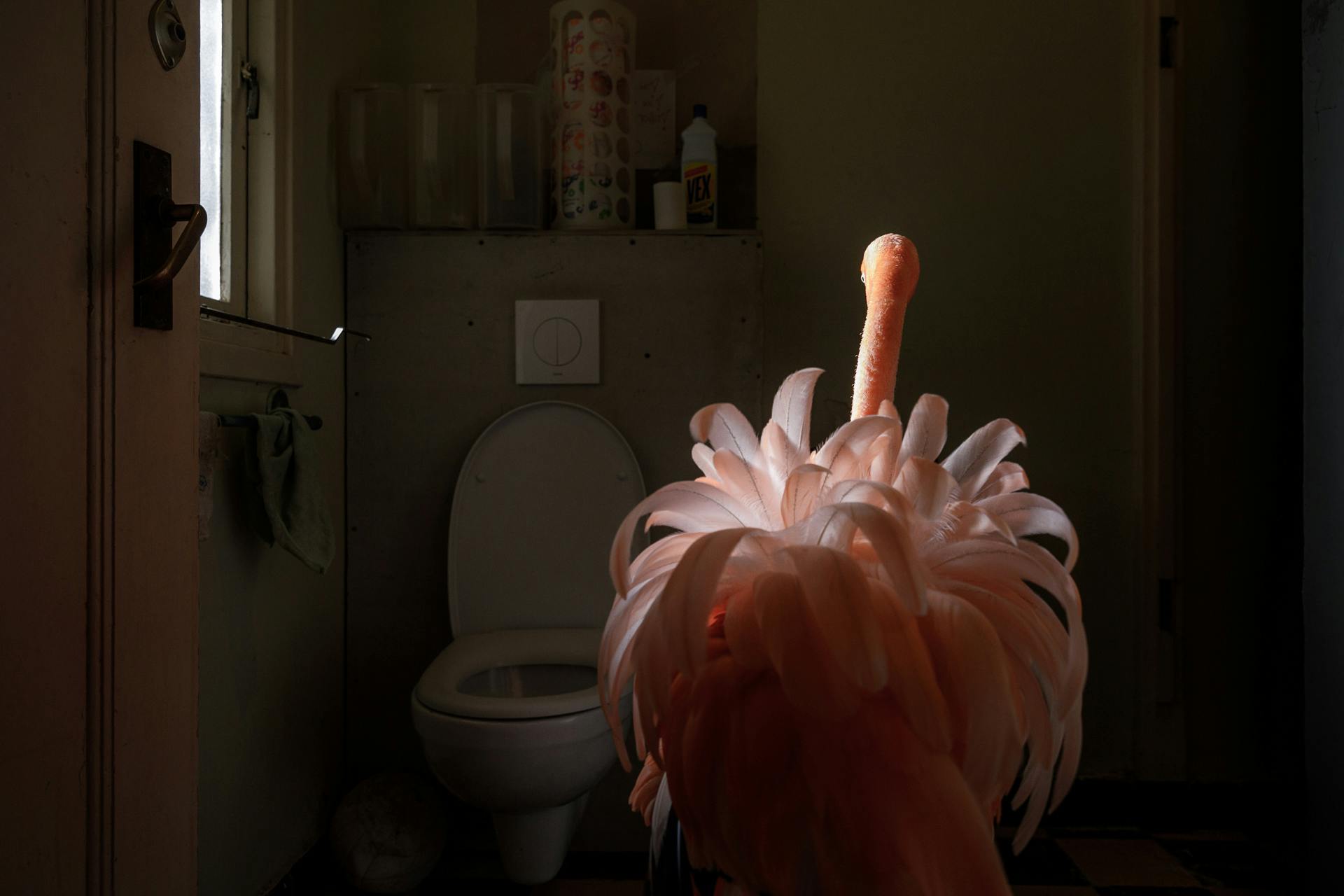 Photographing the Unlikely Rise of Bob the Flamingo