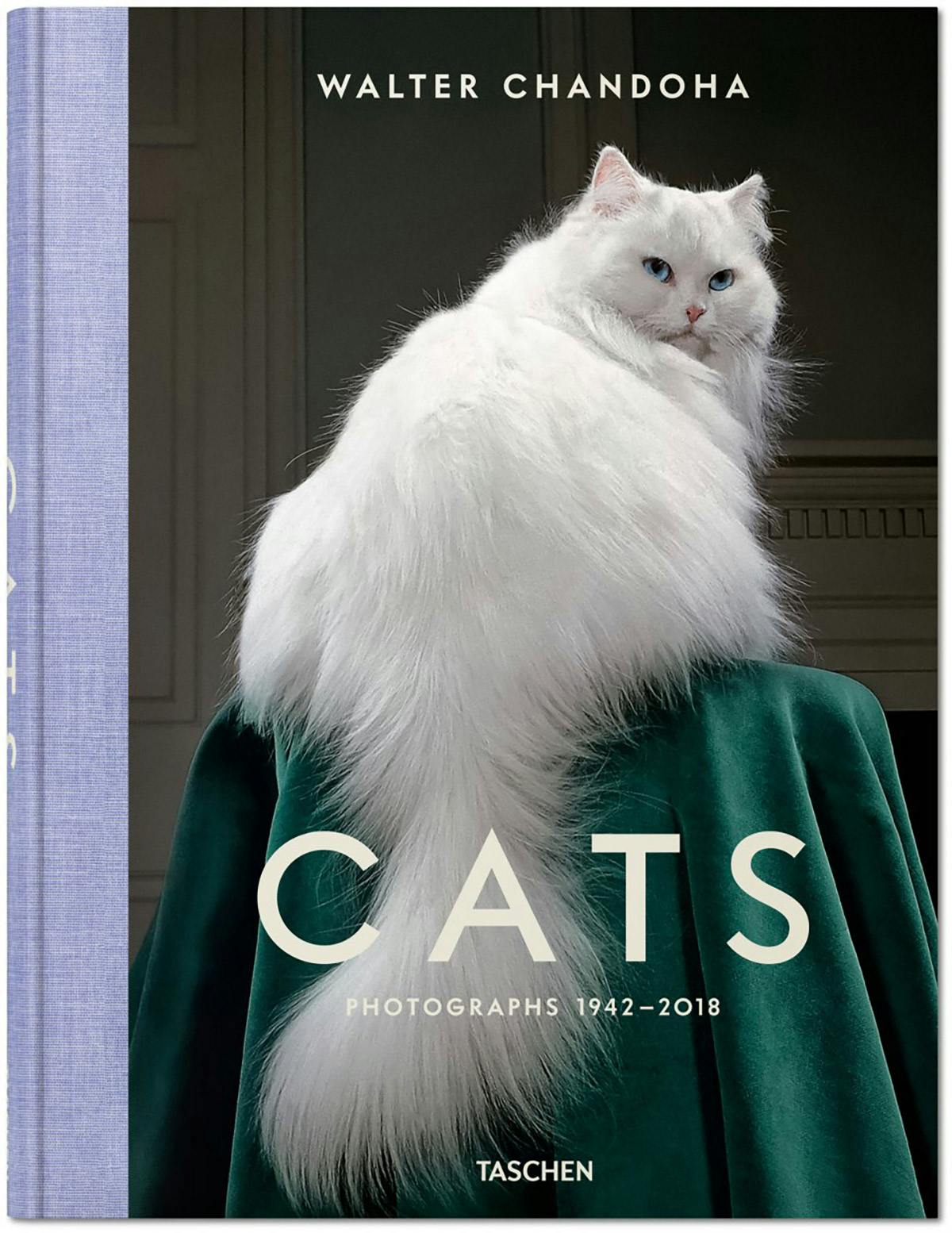 Paw-trait master: The archive of cat photographer Walter Chandoha
