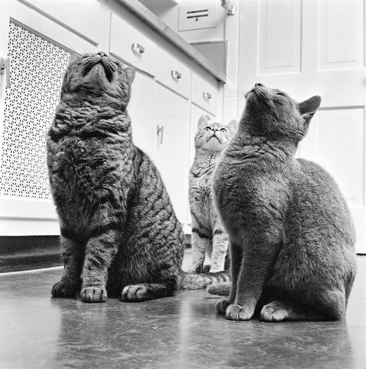 Paw-trait master: The archive of cat photographer Walter Chandoha