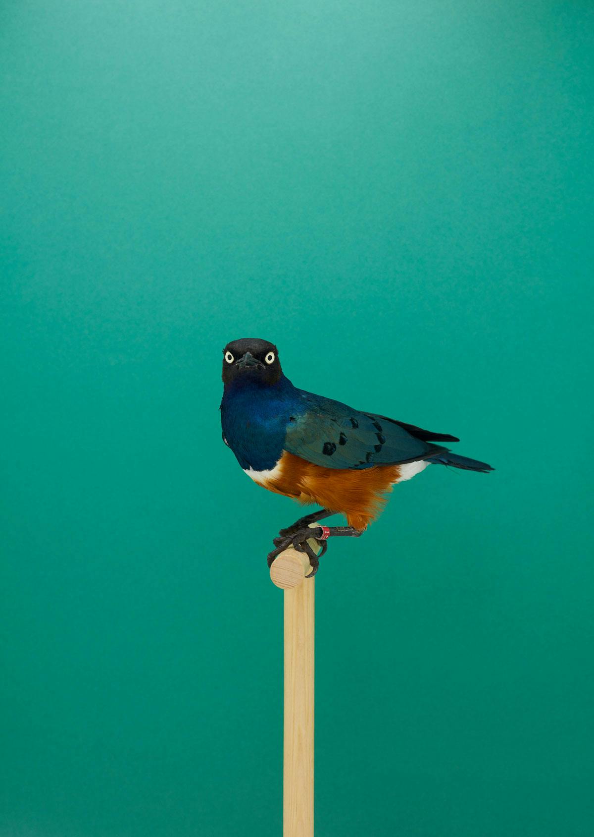 A new photo book is capturing the beauty of birds