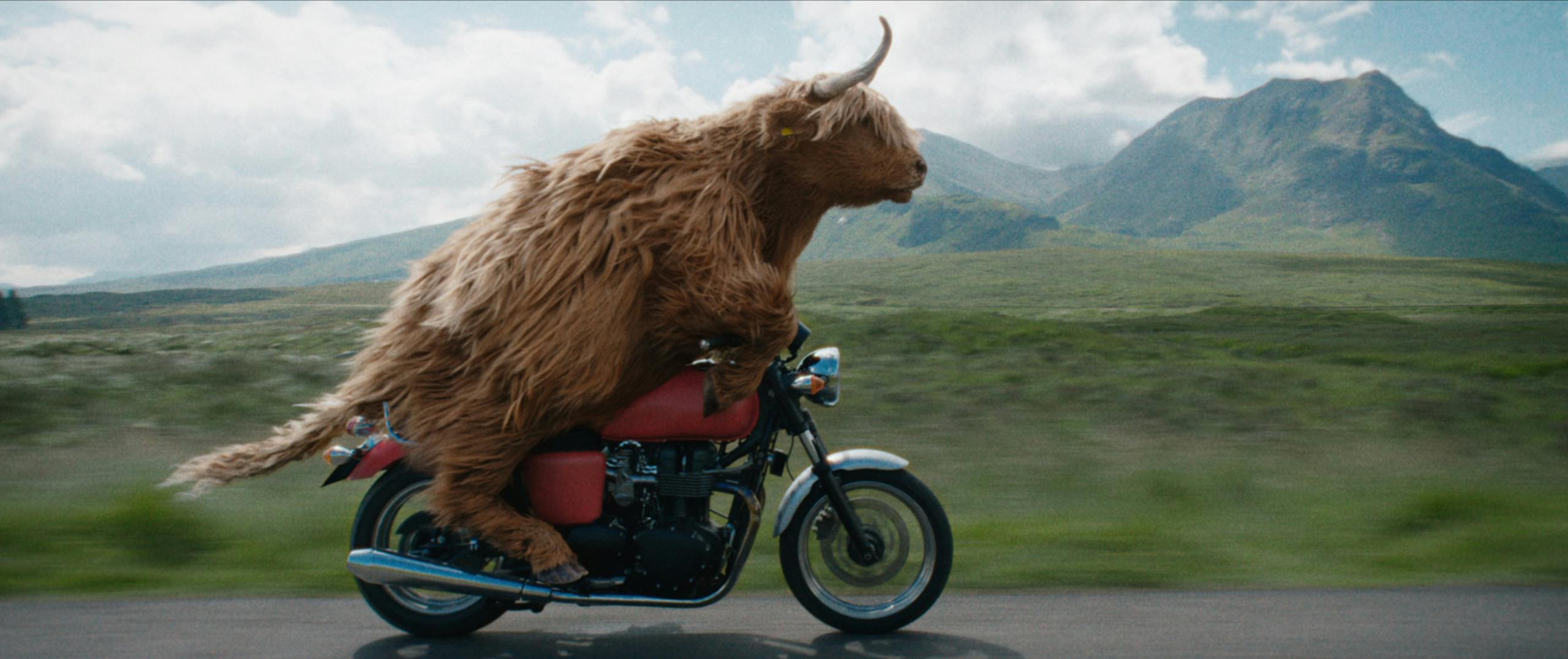 A Highland cow takes to the road in Virgin Media’s new ad