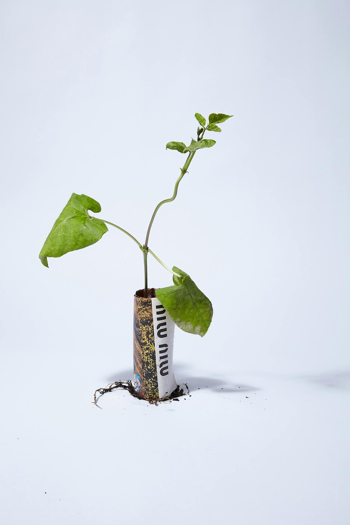 Catherine Losing: Trend Forecast