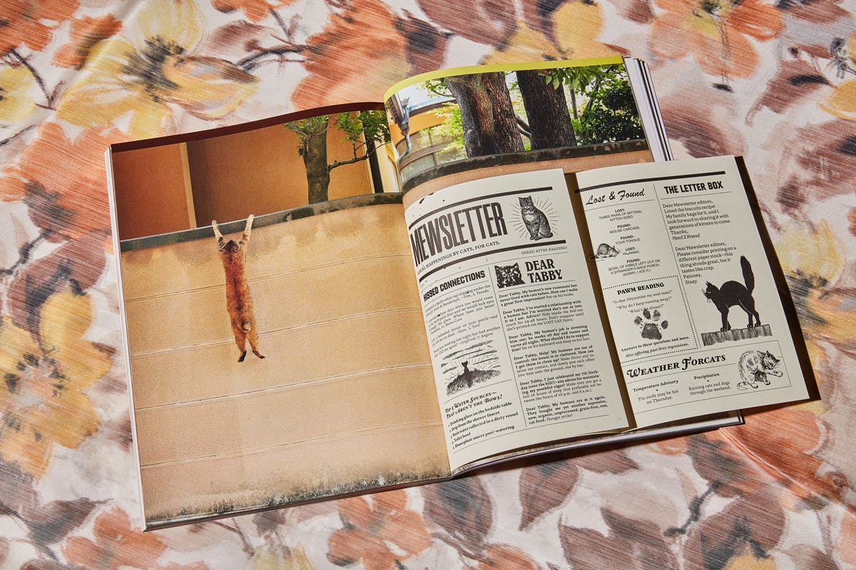 Good Reads: Catnip unpacks our obsession with our furry friends