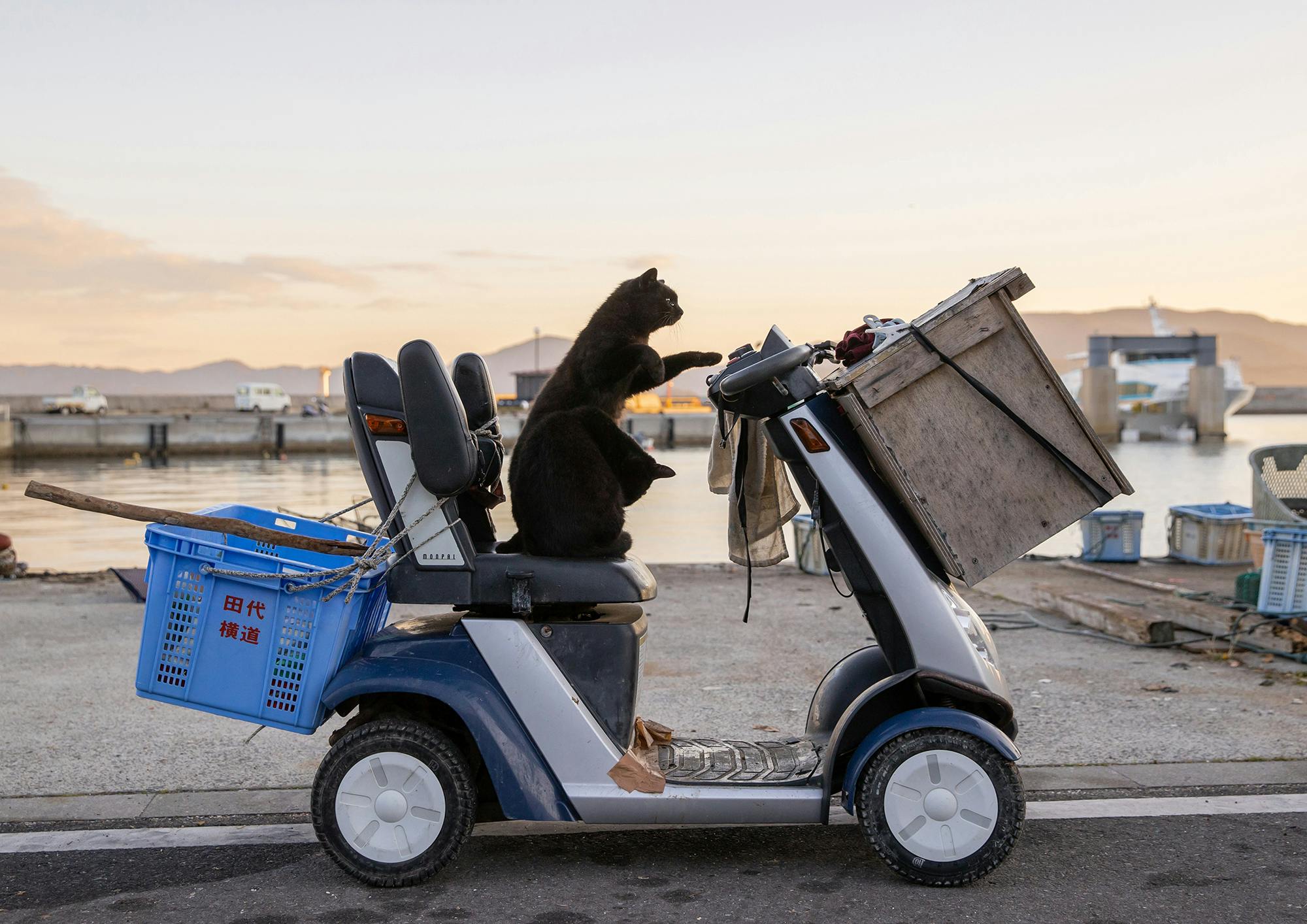 Good Reads: Catnip unpacks our obsession with our furry friends