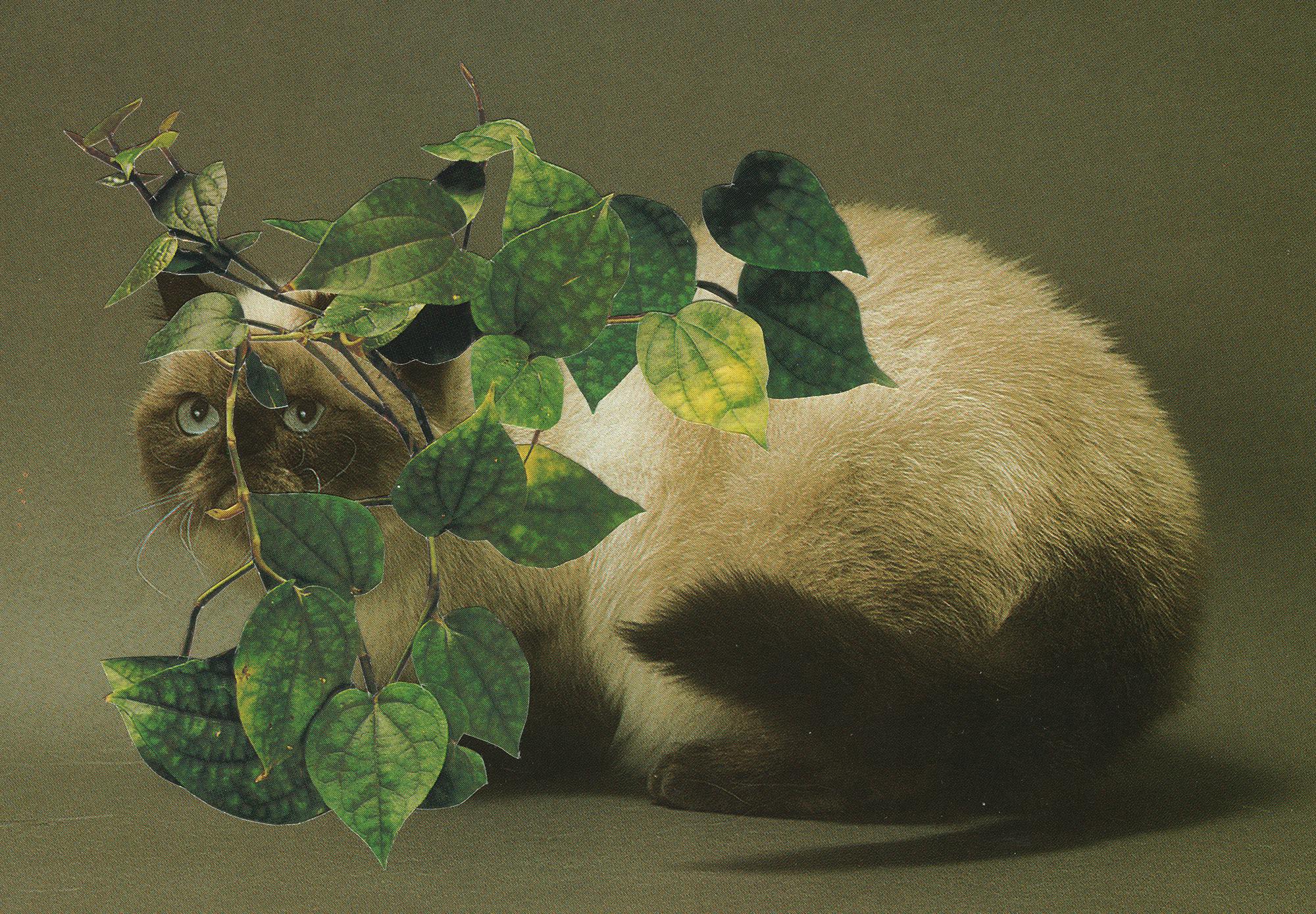 Good Reads: Catnip unpacks our obsession with our furry friends