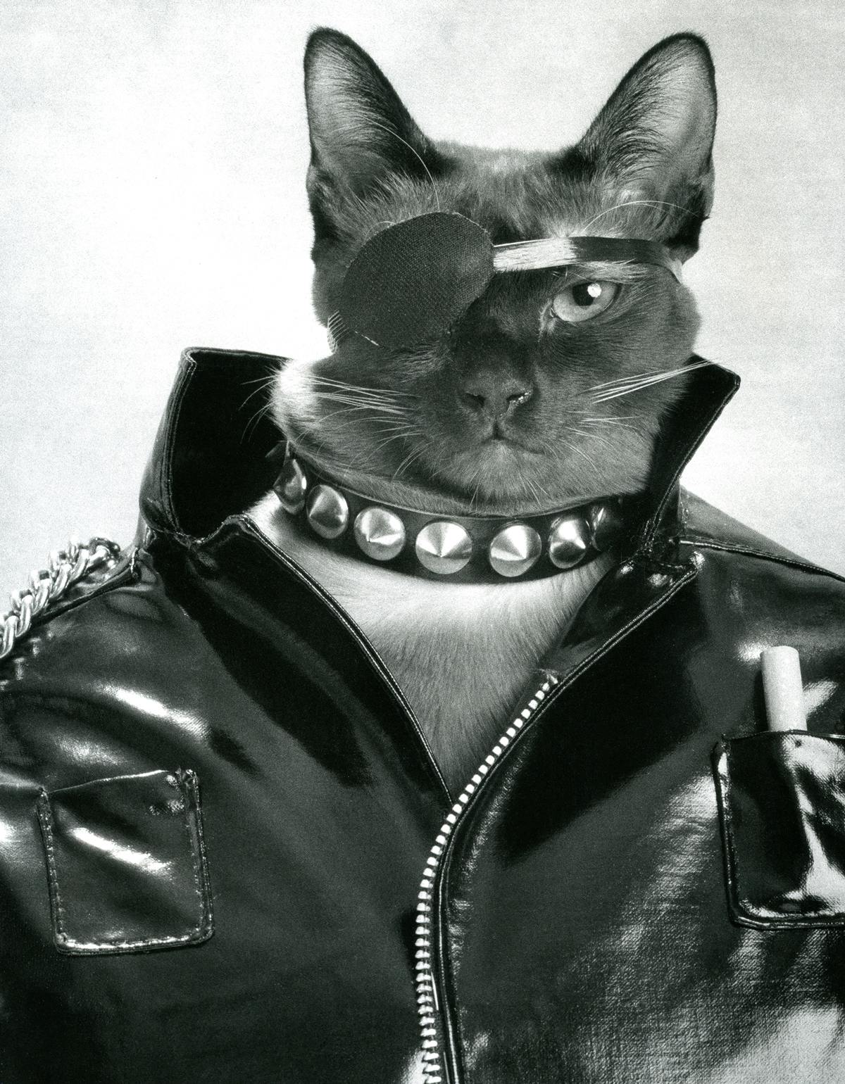 Good Reads: Catnip unpacks our obsession with our furry friends