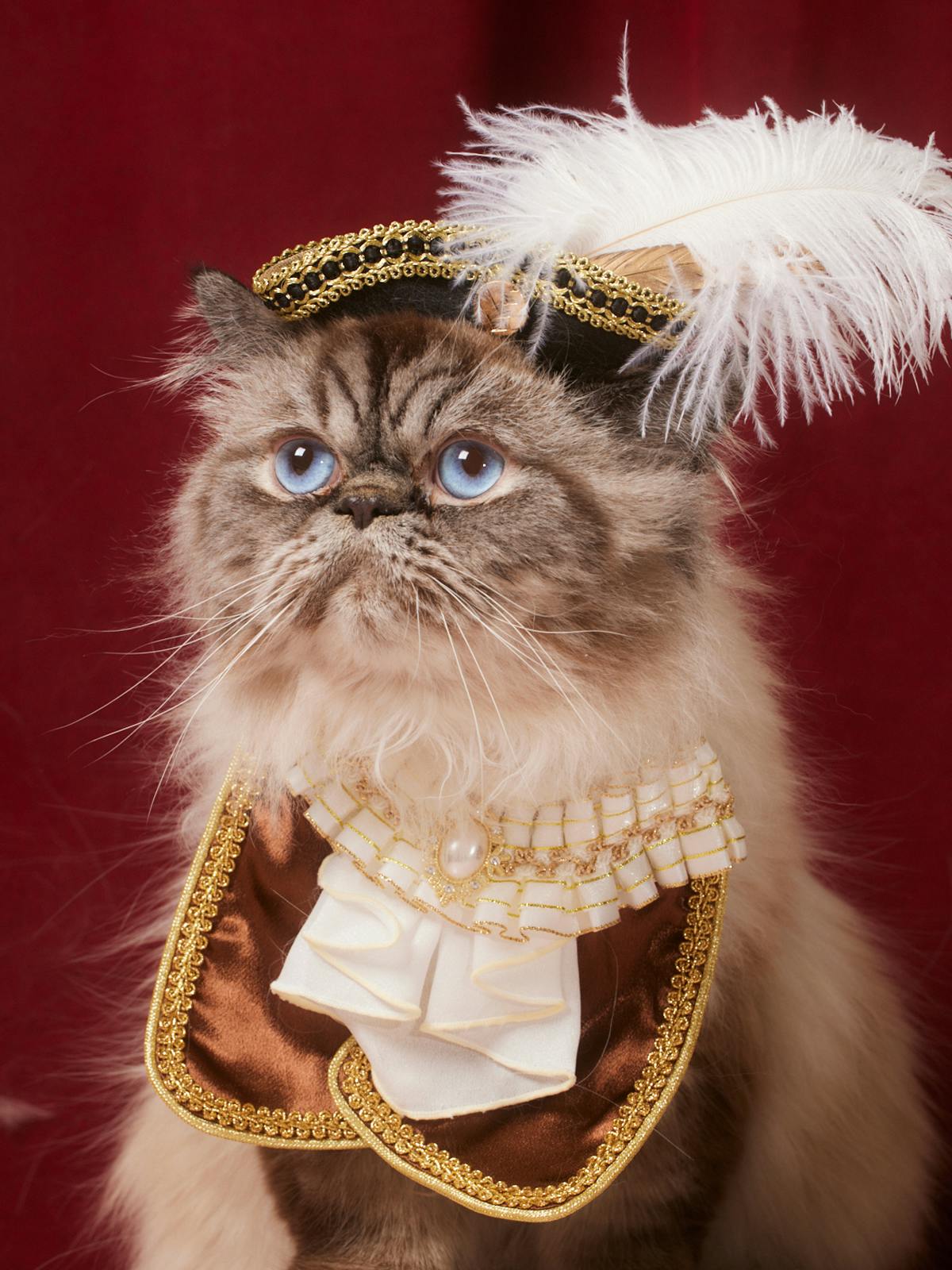 Good Reads: Catnip unpacks our obsession with our furry friends