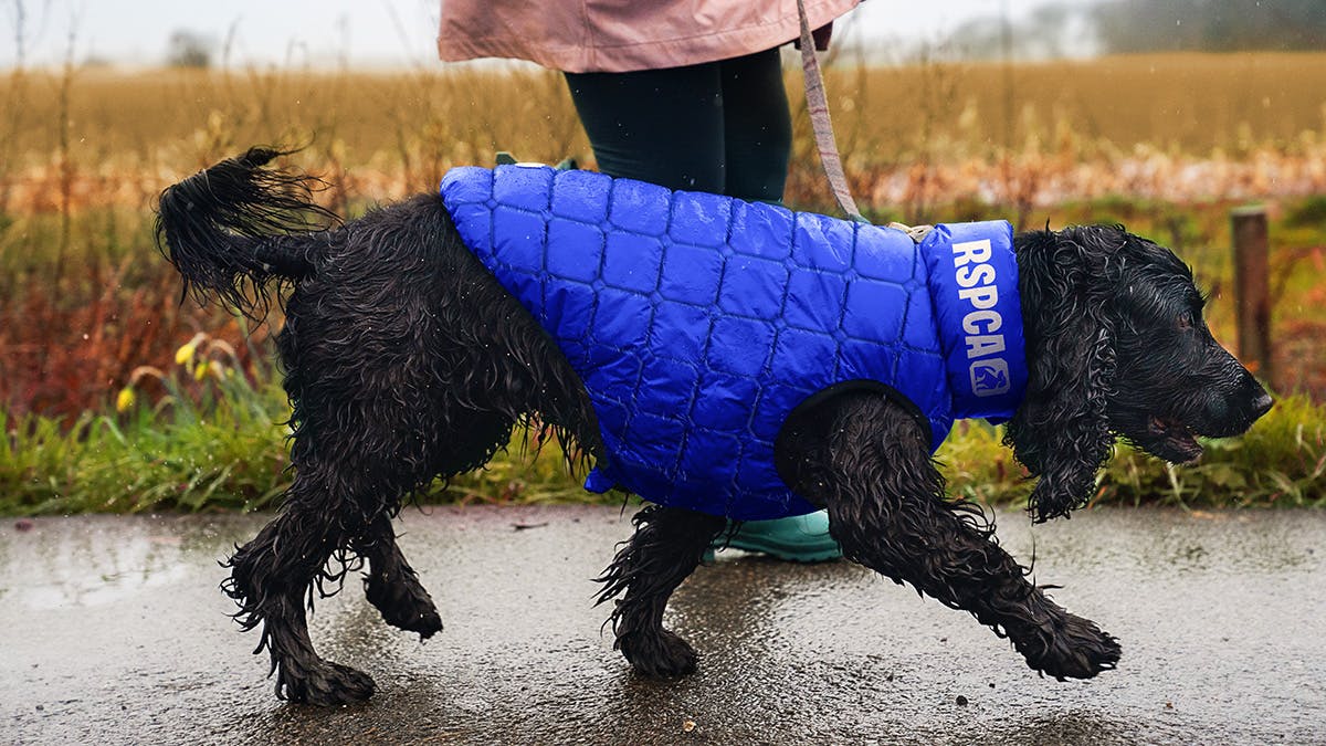 RSPCA reveals first major branding update in 50 years
