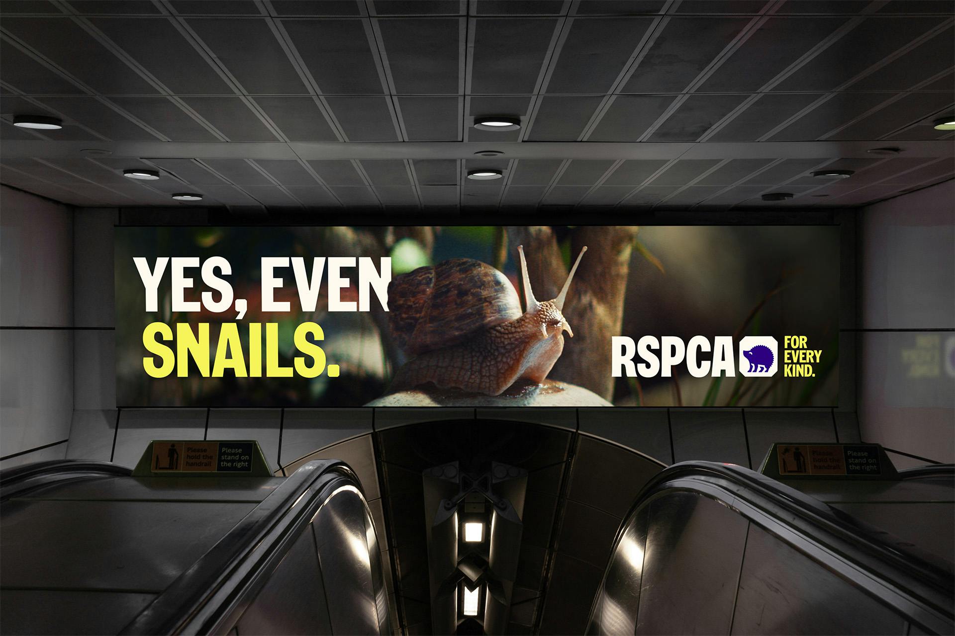 RSPCA reveals first major branding update in 50 years