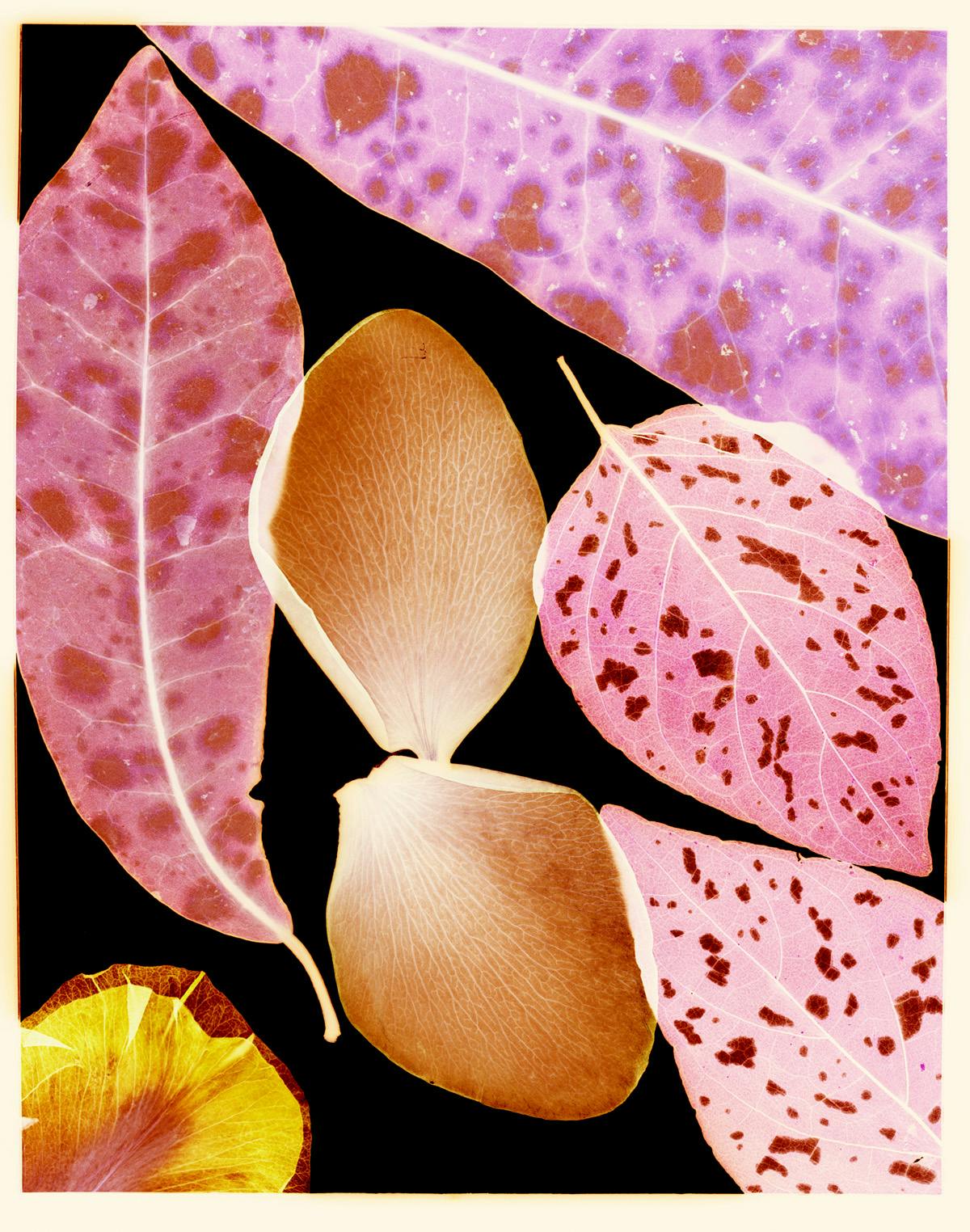 Luke & Nik offer fresh perspectives on our natural world