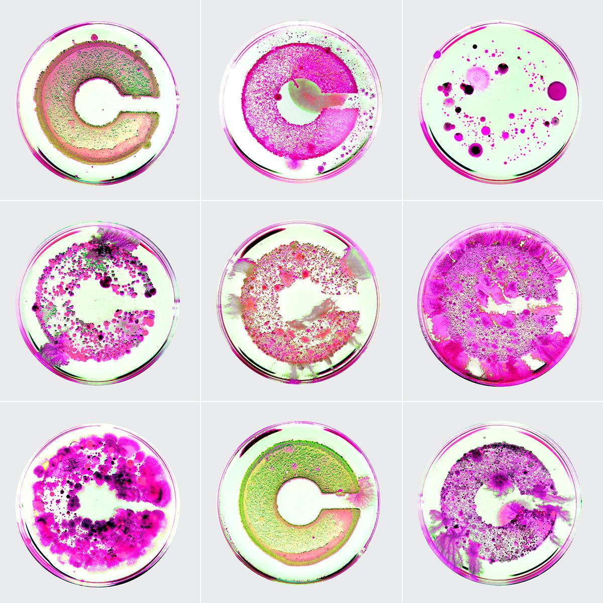 Bacteria growth creates a natural logo for drinks lab Crucible
