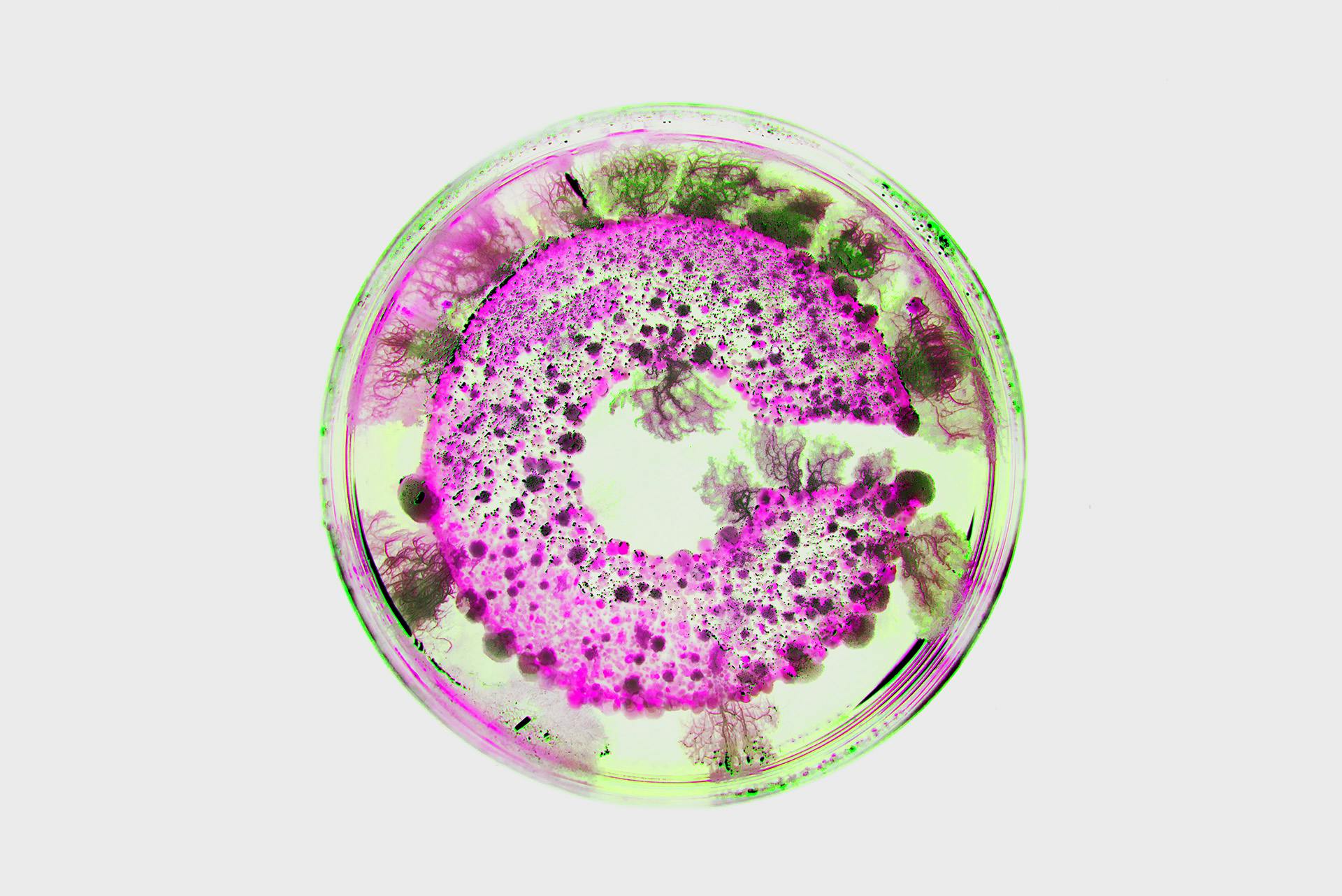 Bacteria growth creates a natural logo for drinks lab Crucible