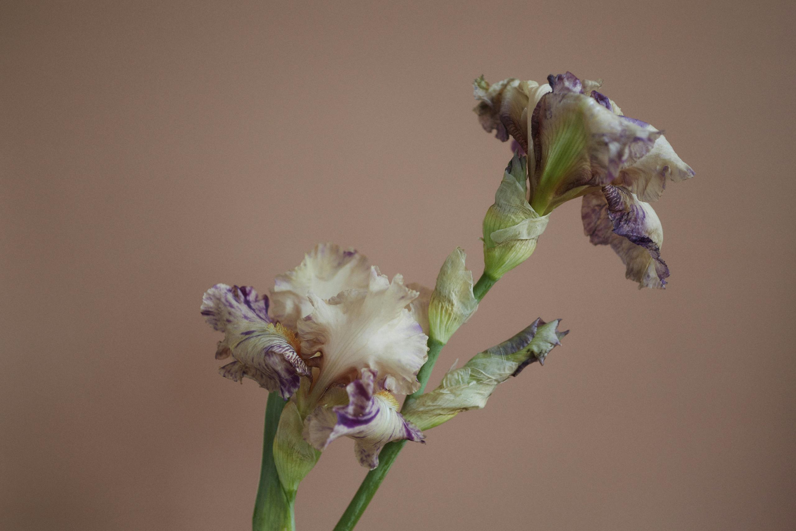 Natural perfumery Ffern on reviving folklore and lost communities