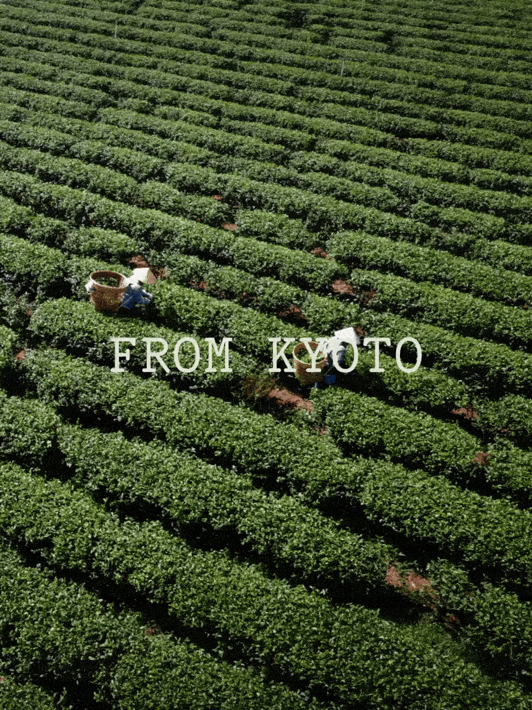 Yoshi liqueur brings matcha taste to the modern drinker