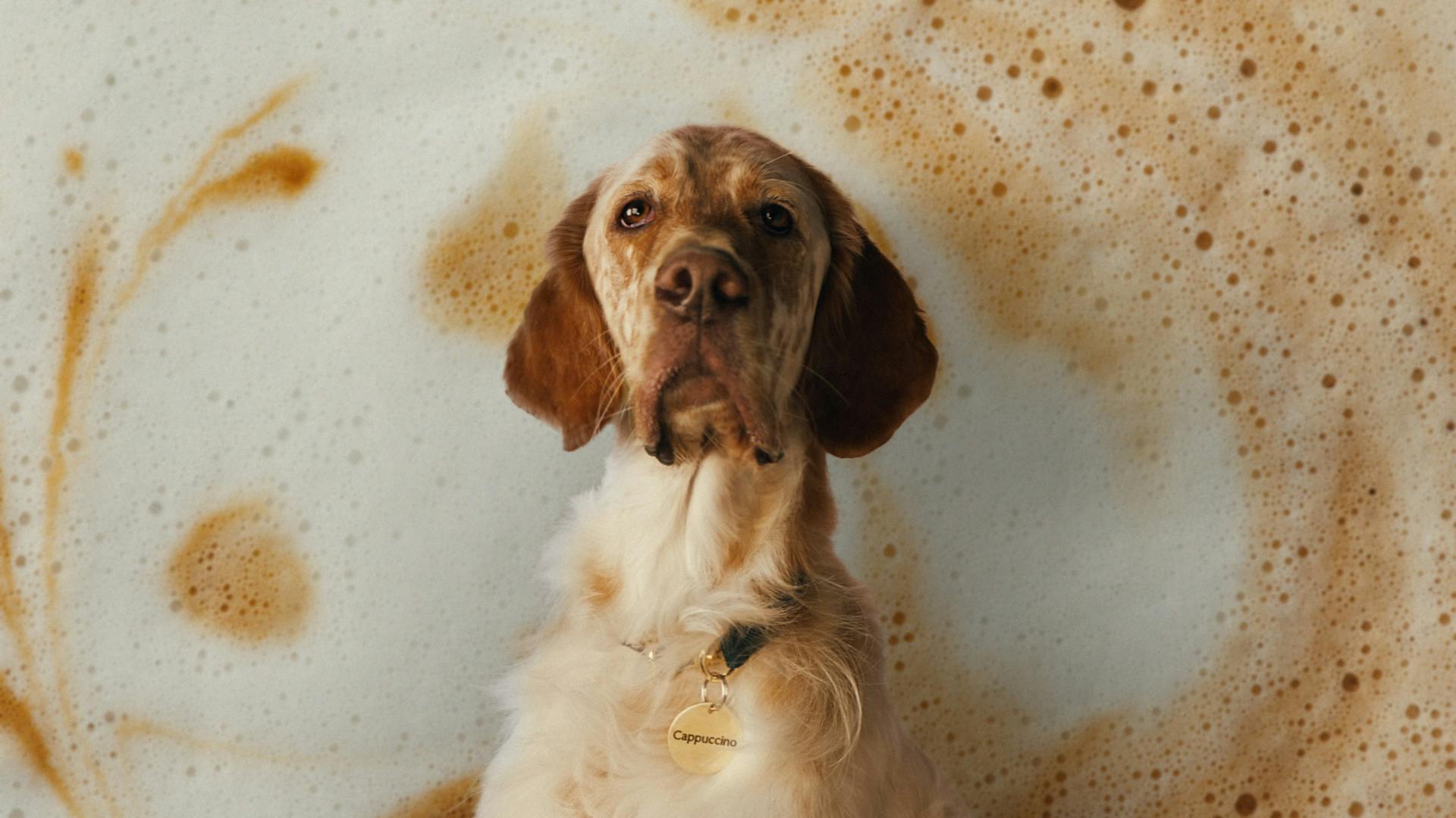 Taylors champions its coffee-crazed customers in new campaign